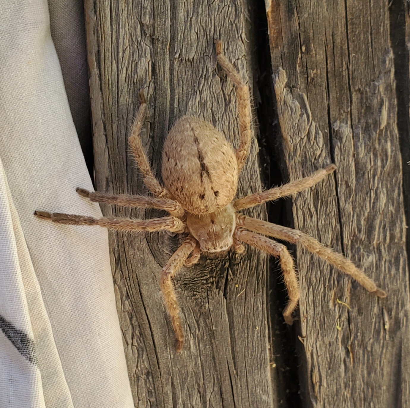Olios Giganteus - Giant Crab Spider - USA Spiders
