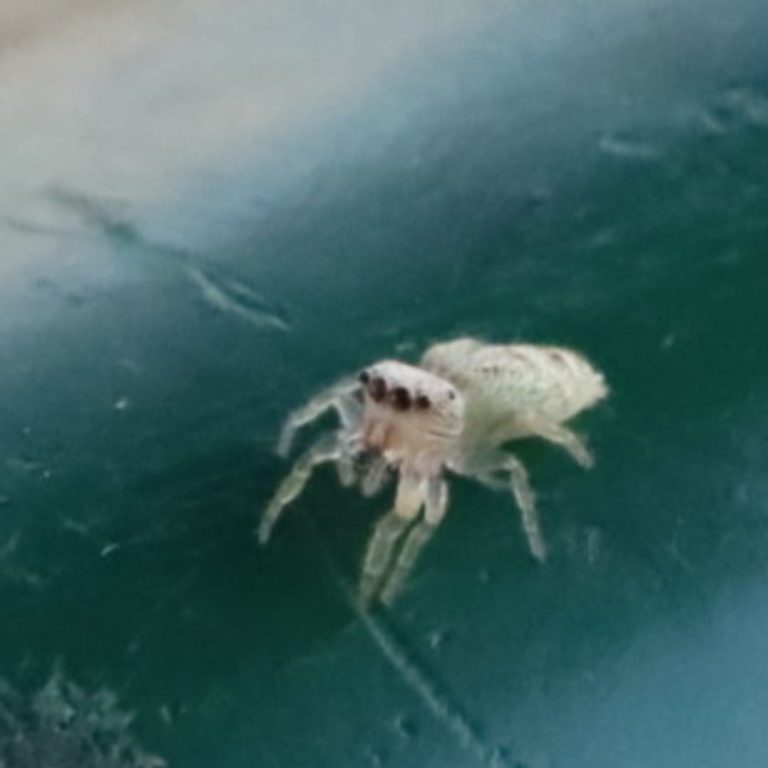 Phidippus Regius - Regal Jumping Spider - USA Spiders