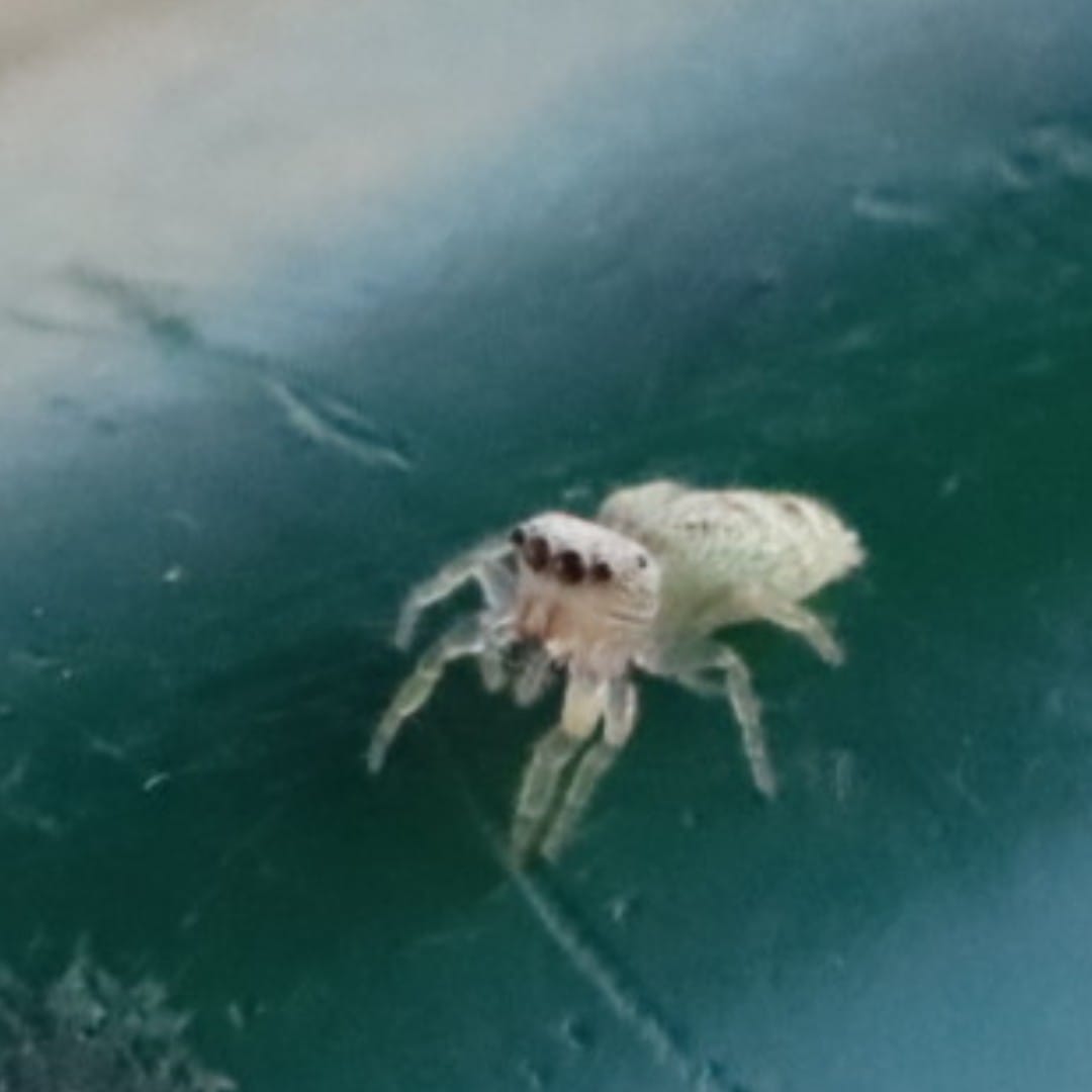 Phidippus Regius - Regal Jumping Spider - USA Spiders