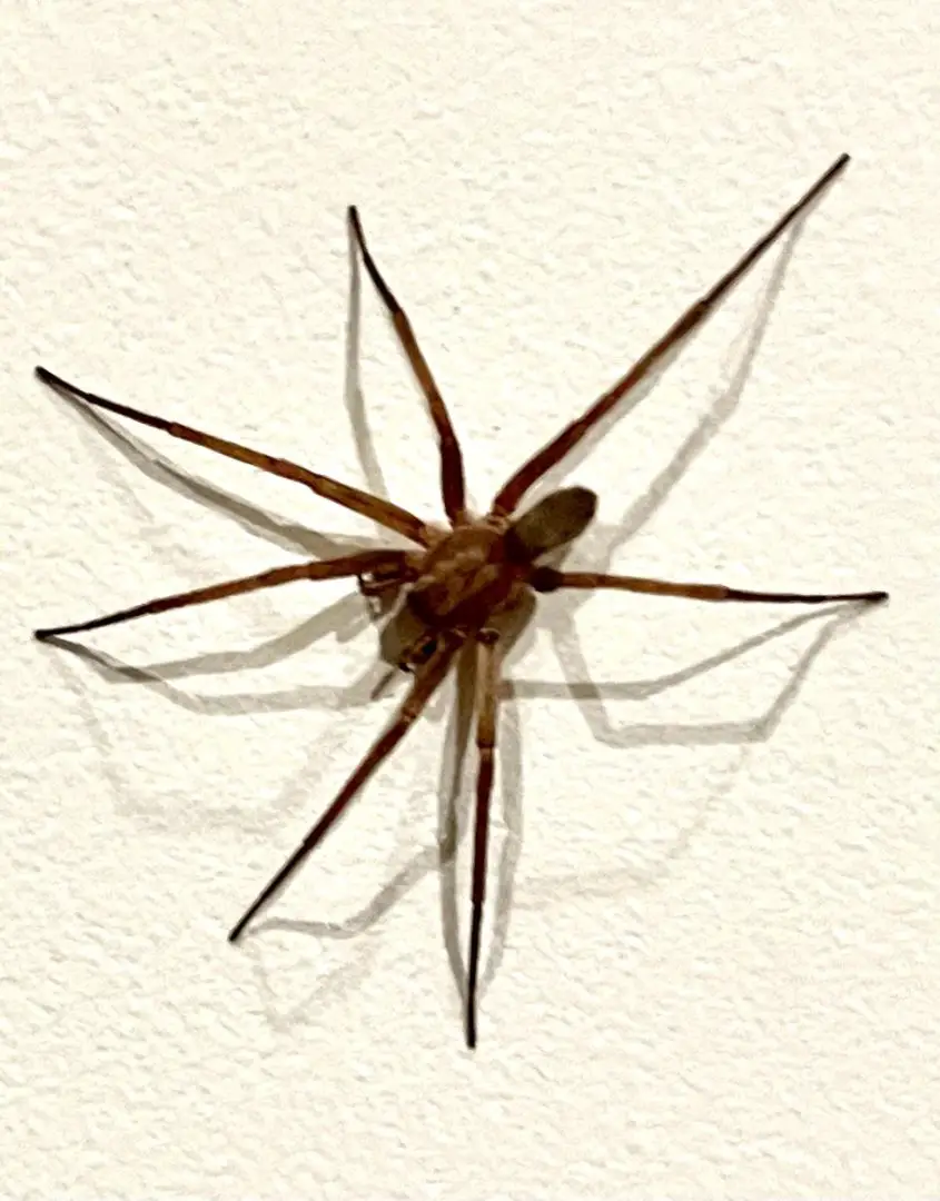 Eratigena Agrestis - Hobo Spider - USA Spiders