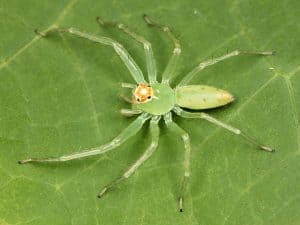 Lyssomanes Viridis - Magnolia Green Jumper - USA Spiders