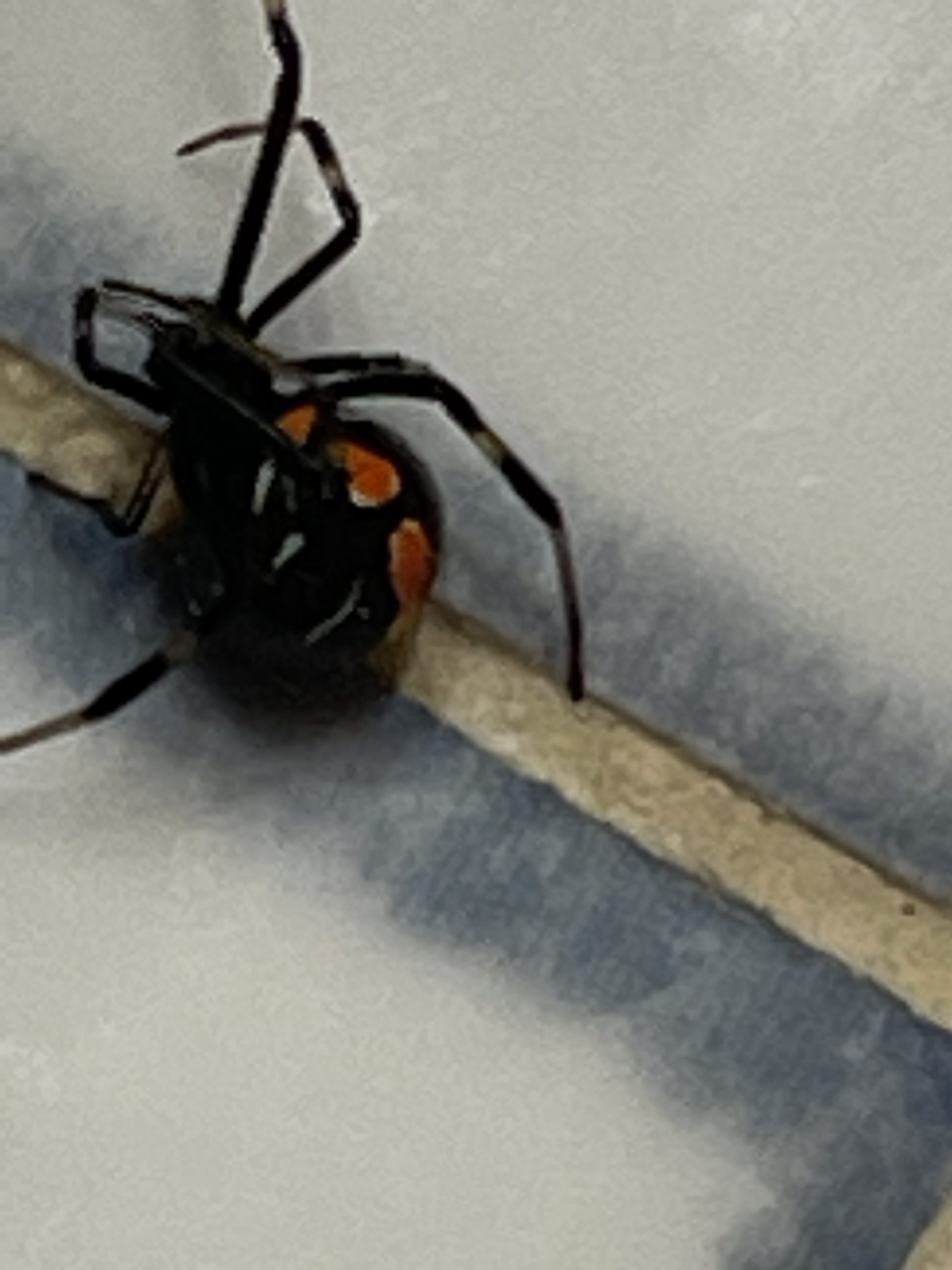 Latrodectus Variolus - Northern Black Widow - USA Spiders