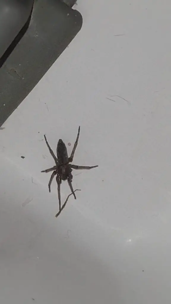 Méid Spider Parson Parson Spider | Just Spiders