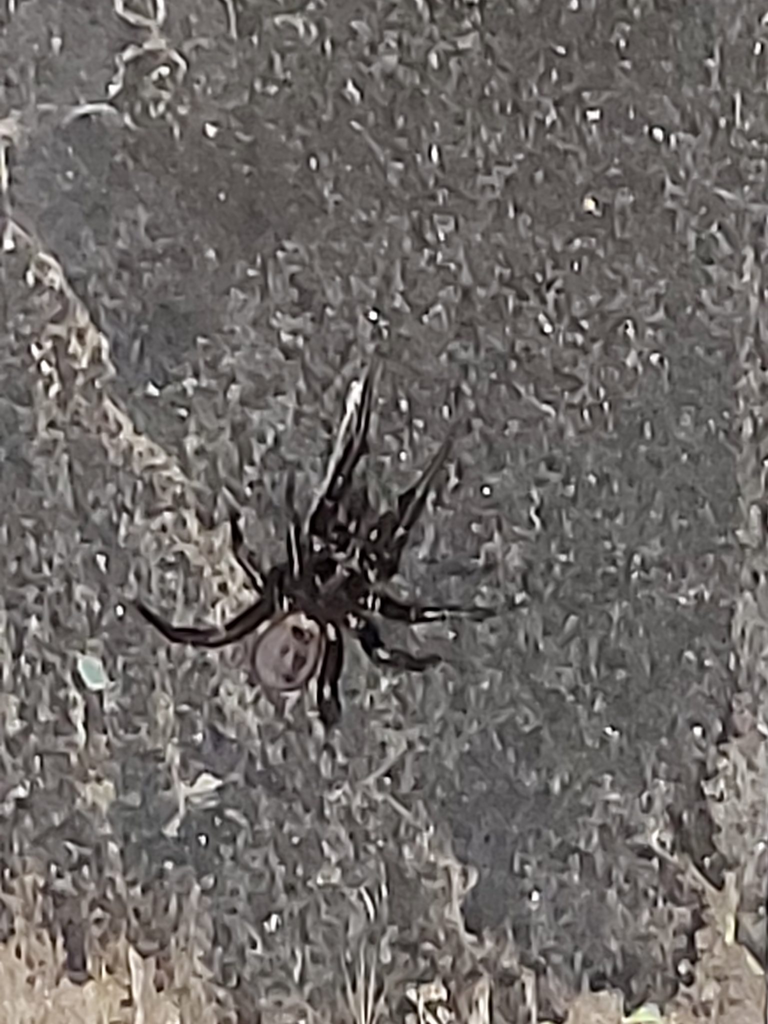 Herpyllus Ecclesiasticus - Eastern Parson Spider - USA Spiders