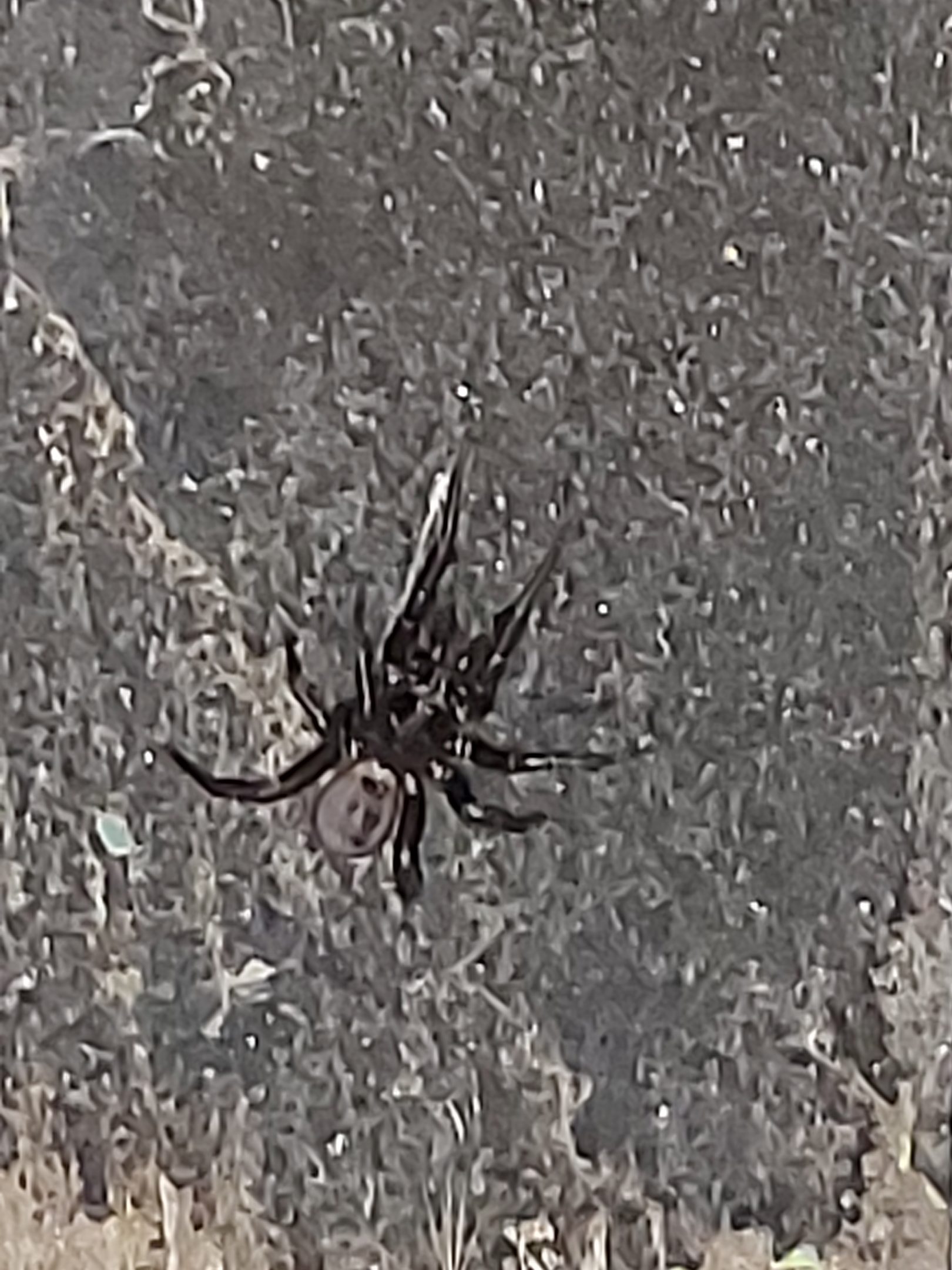 Herpyllus Ecclesiasticus - Eastern Parson Spider - USA Spiders