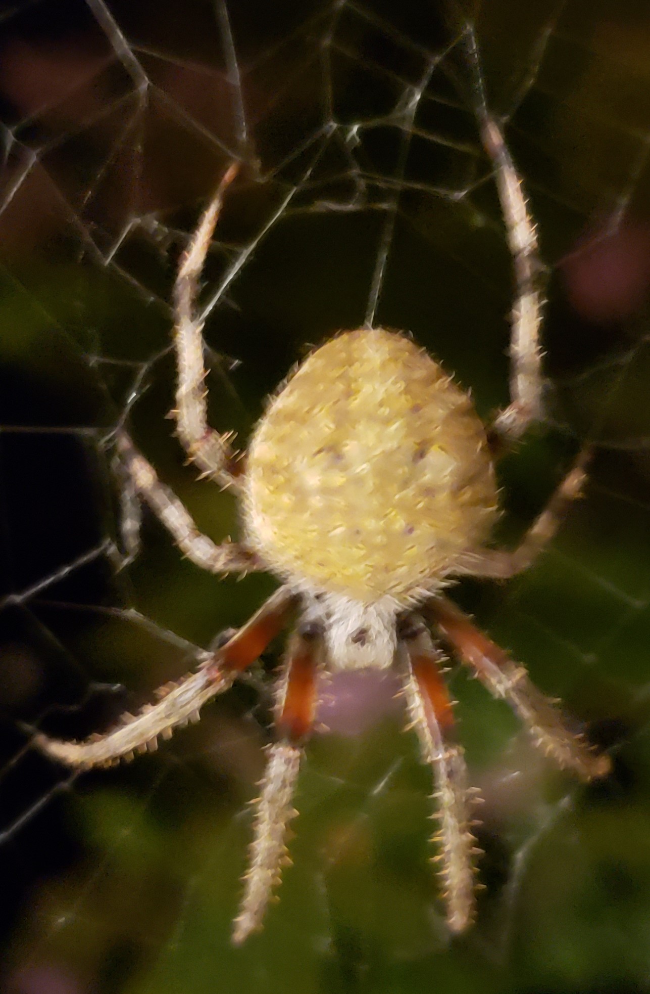 Neoscona Arabesca - Arabesque Orb Weaver - USA Spiders