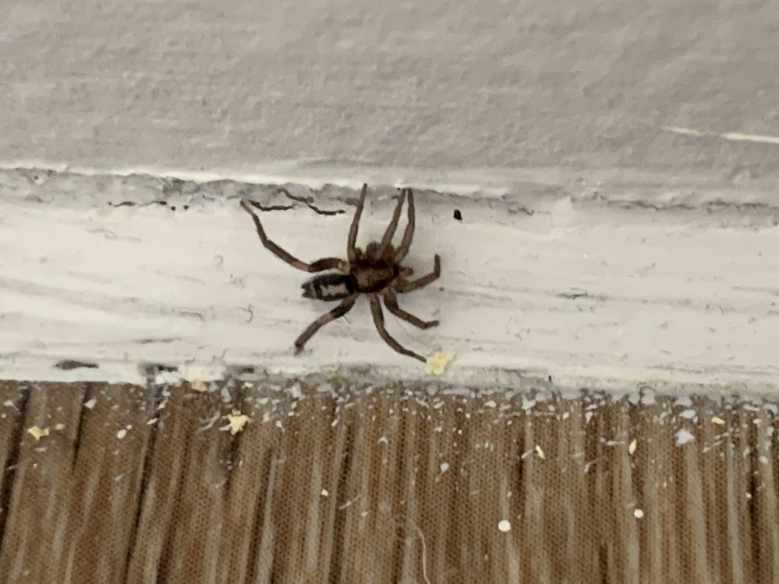 Herpyllus Ecclesiasticus - Eastern Parson Spider - USA Spiders