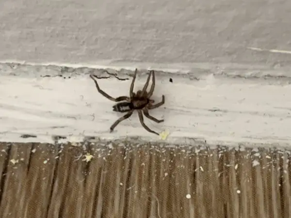 Herpyllus Ecclesiasticus - Eastern Parson Spider - USA Spiders