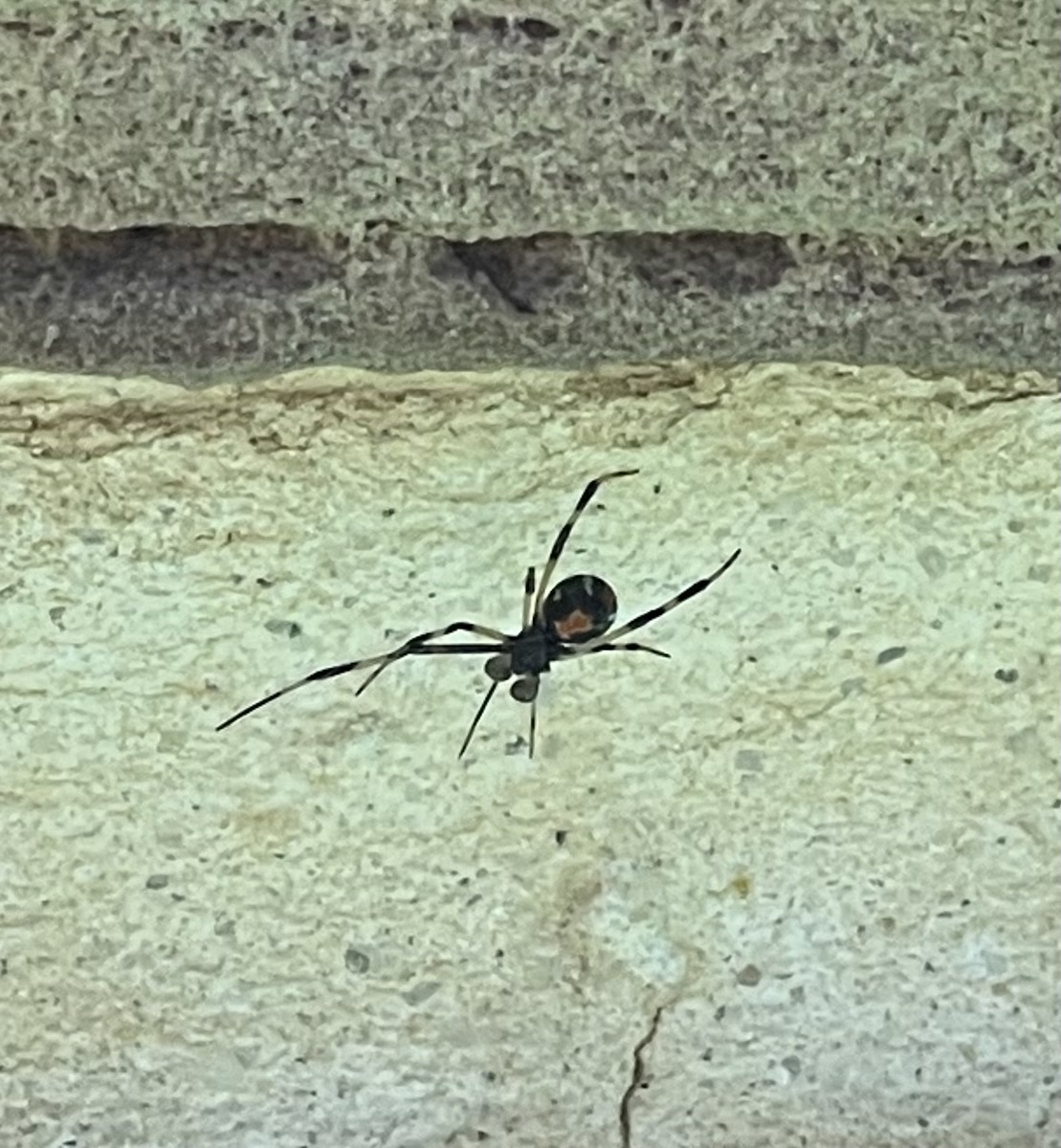 Latrodectus Geometricus - Brown Widow - USA Spiders