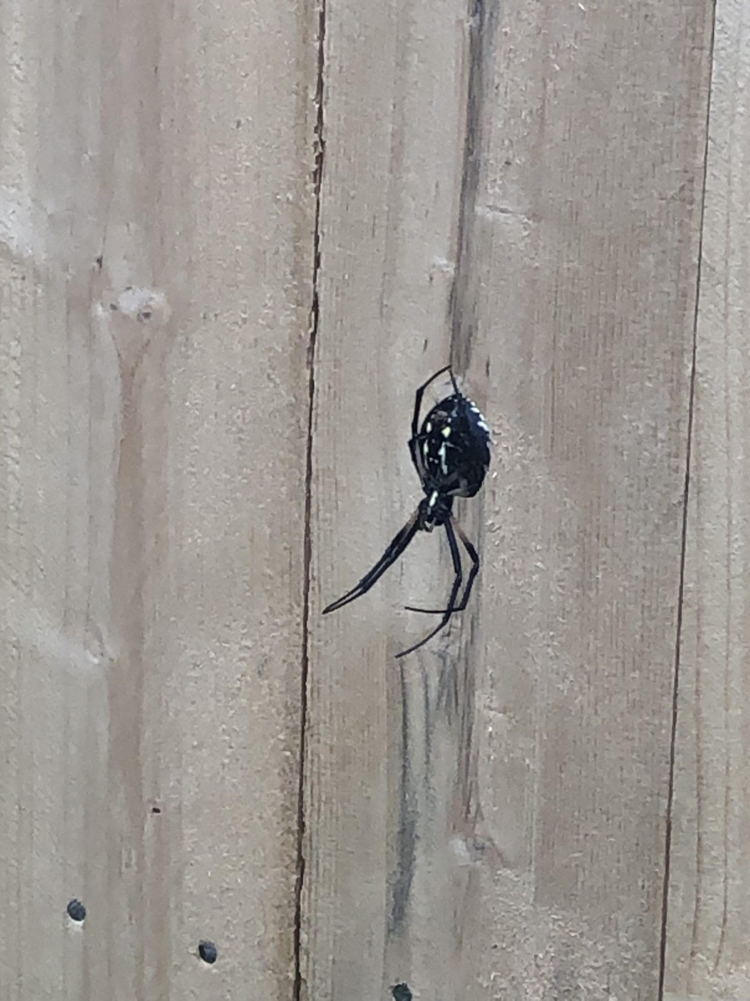 Steatoda Grossa - False Black Widow Spider - USA Spiders