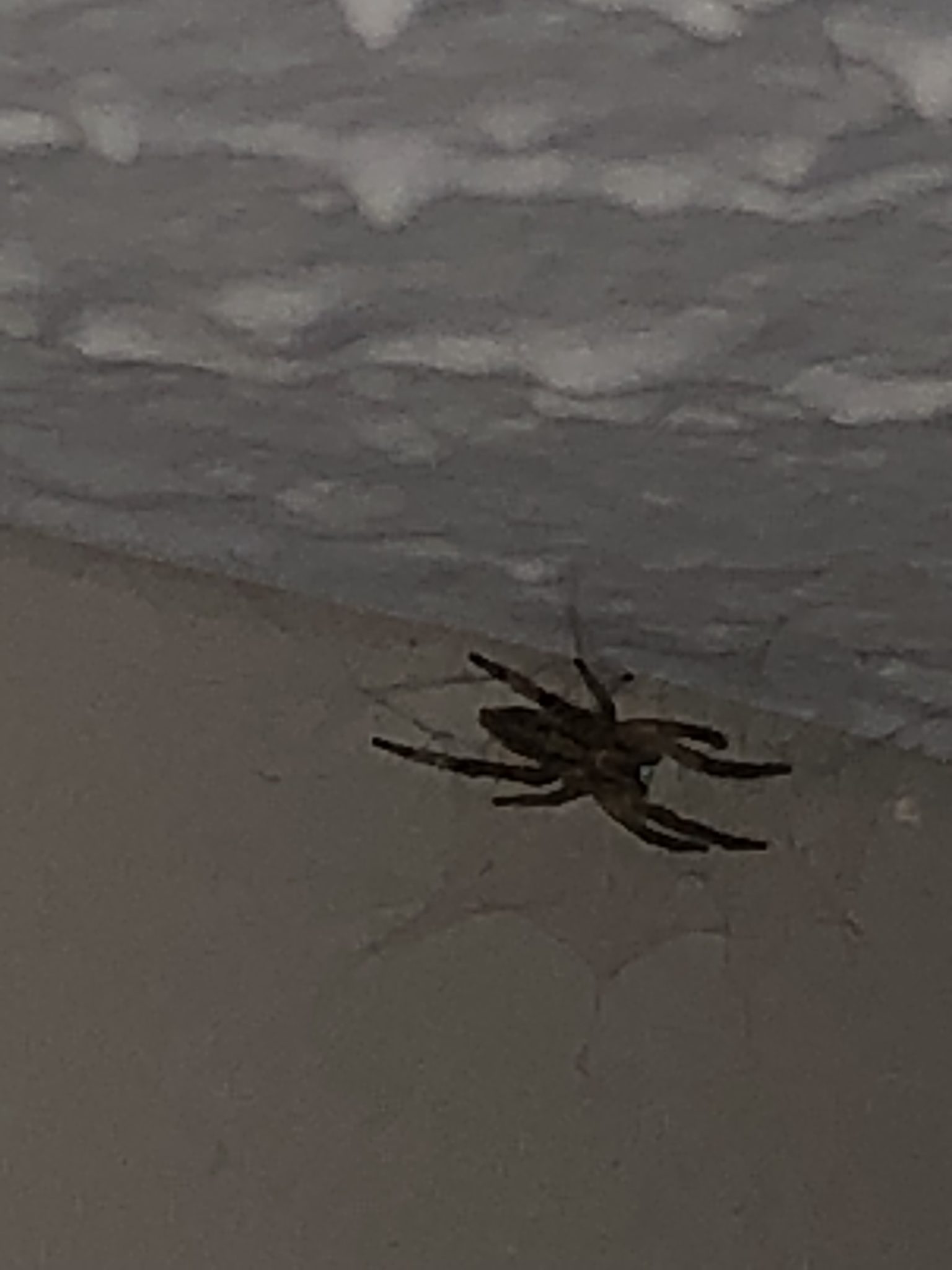 Herpyllus Ecclesiasticus - Eastern Parson Spider - USA Spiders