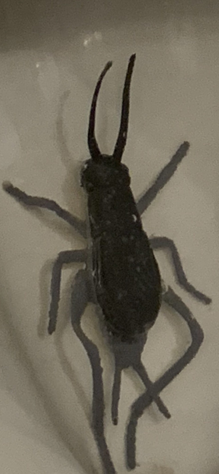 Herpyllus Ecclesiasticus - Eastern Parson Spider - USA Spiders