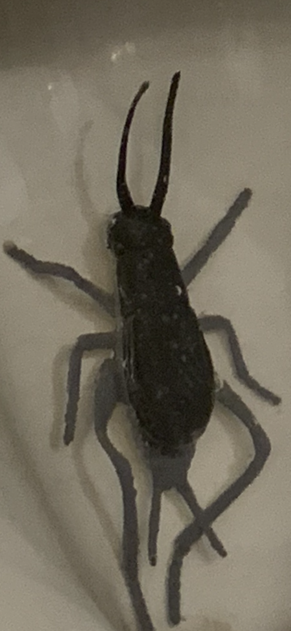 Herpyllus Ecclesiasticus - Eastern Parson Spider - USA Spiders