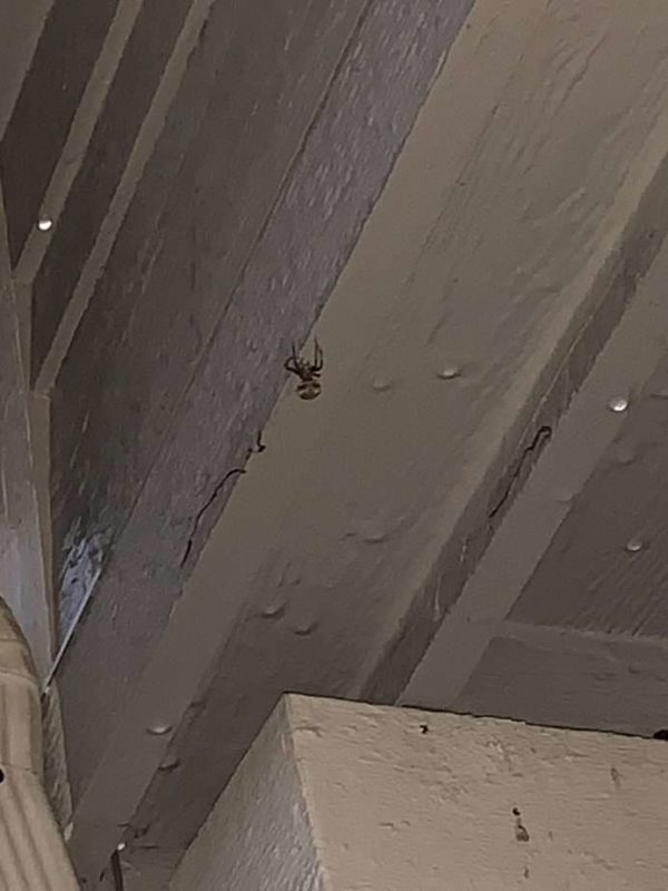 Steatoda Grossa - False Black Widow Spider - USA Spiders