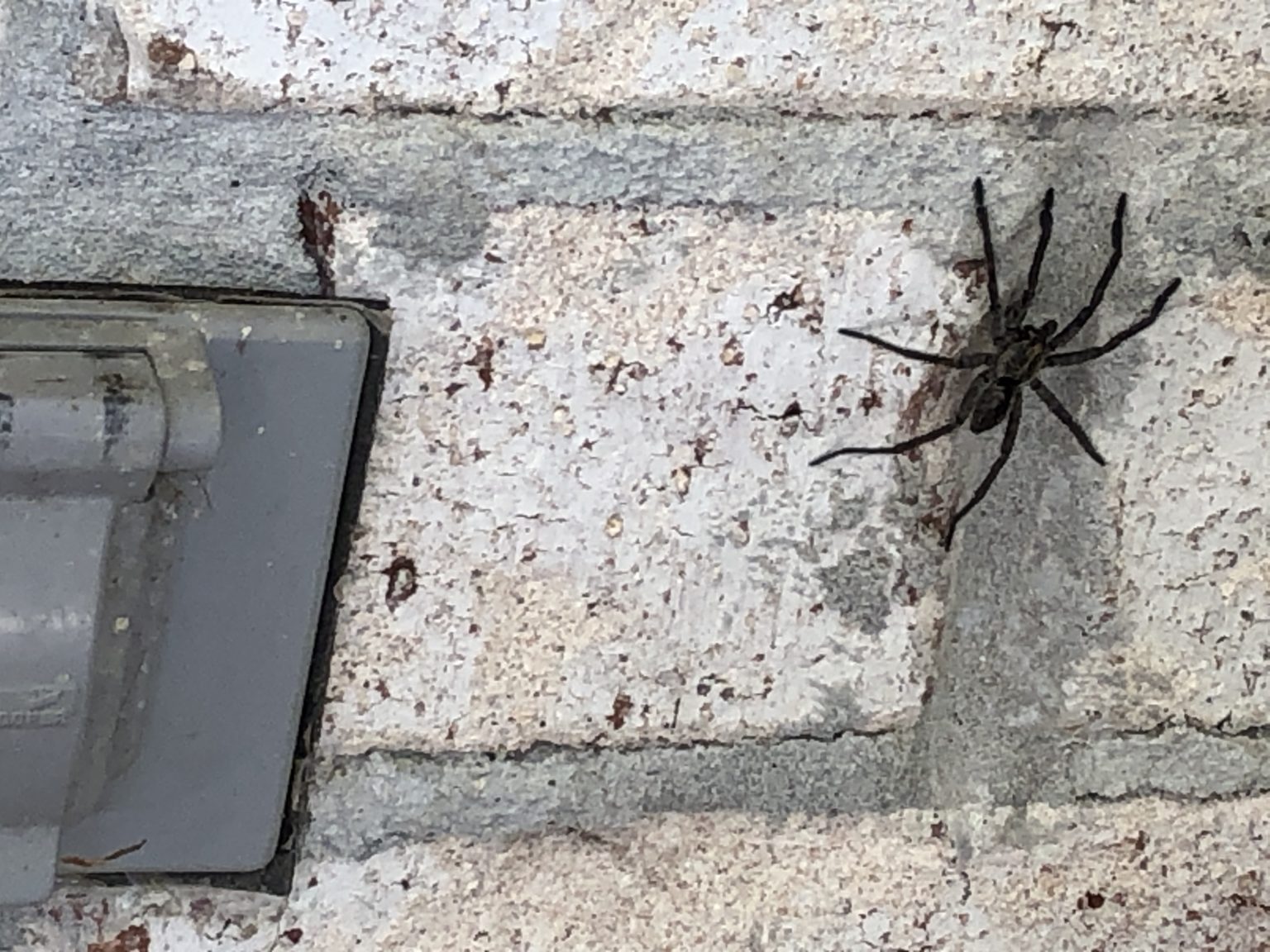 Herpyllus Ecclesiasticus - Eastern Parson Spider - USA Spiders