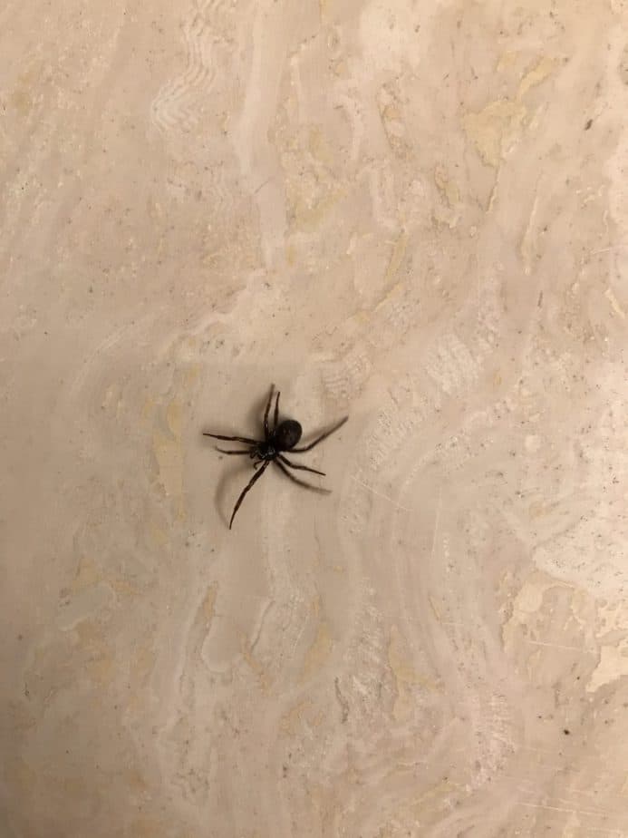 Herpyllus Ecclesiasticus - Eastern Parson Spider - USA Spiders