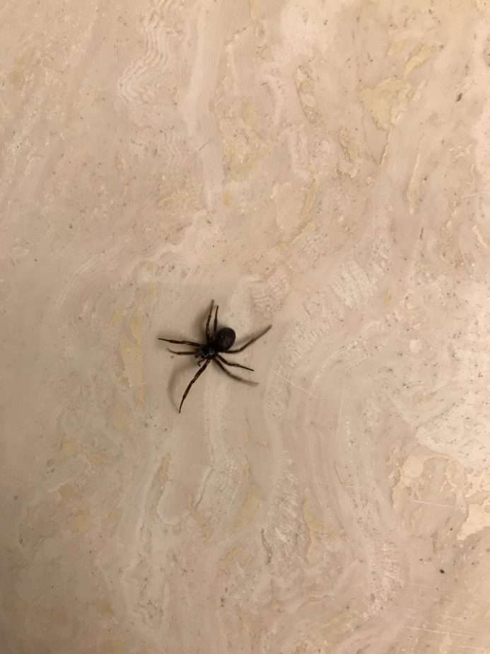 Herpyllus Ecclesiasticus - Eastern Parson Spider - USA Spiders