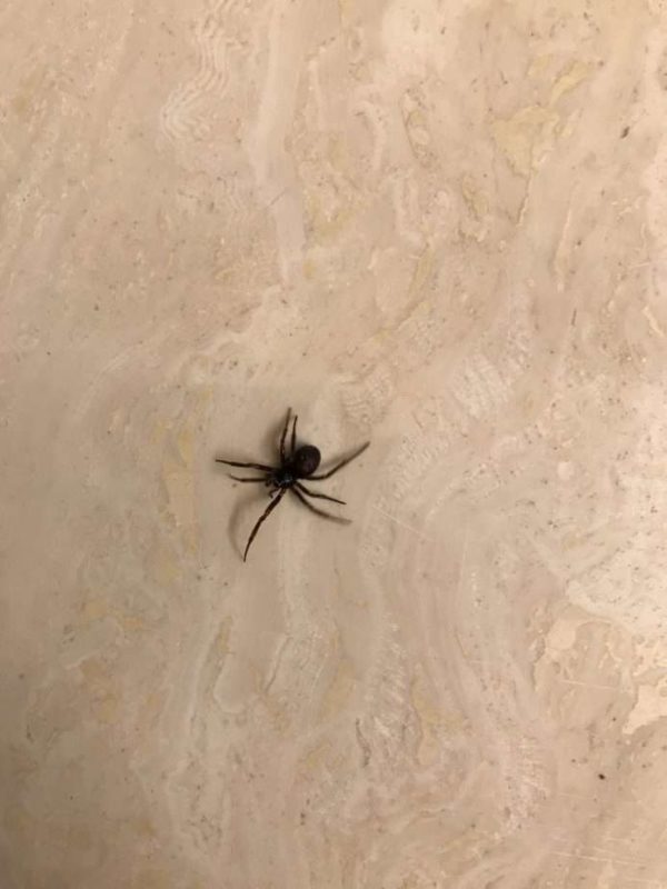 Herpyllus Ecclesiasticus - Eastern Parson Spider - USA Spiders