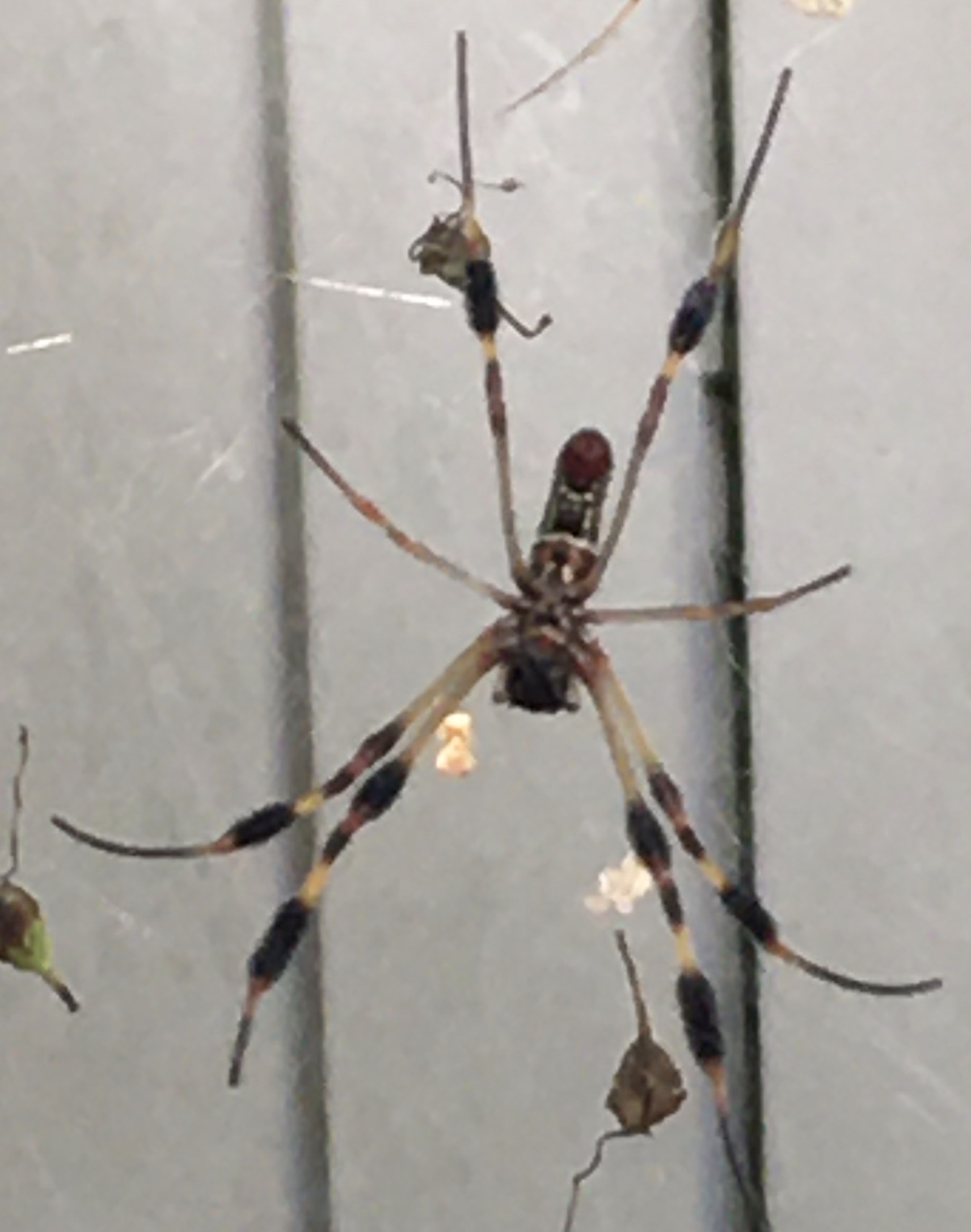 Latrodectus Geometricus - Brown Widow - USA Spiders