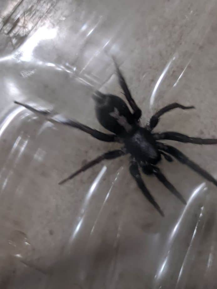 Herpyllus Ecclesiasticus - Eastern Parson Spider - USA Spiders