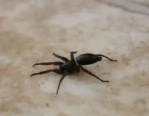 Herpyllus Ecclesiasticus - Eastern Parson Spider - USA Spiders