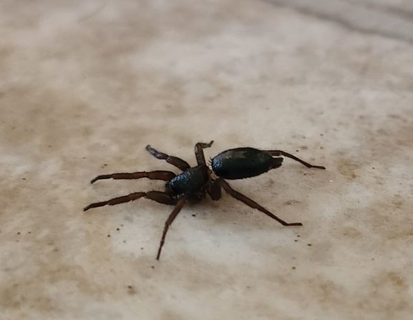 Herpyllus Ecclesiasticus - Eastern Parson Spider - USA Spiders