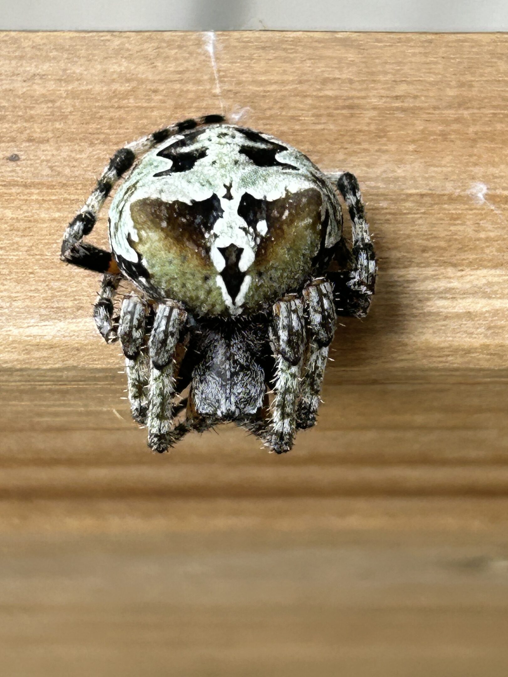 Acanthepeira Stellata - Starbellied Orb Weaver - USA Spiders