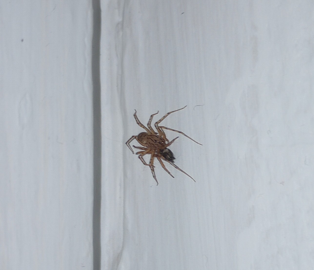 Scytodes Thoracica - Spitting Spider - USA Spiders