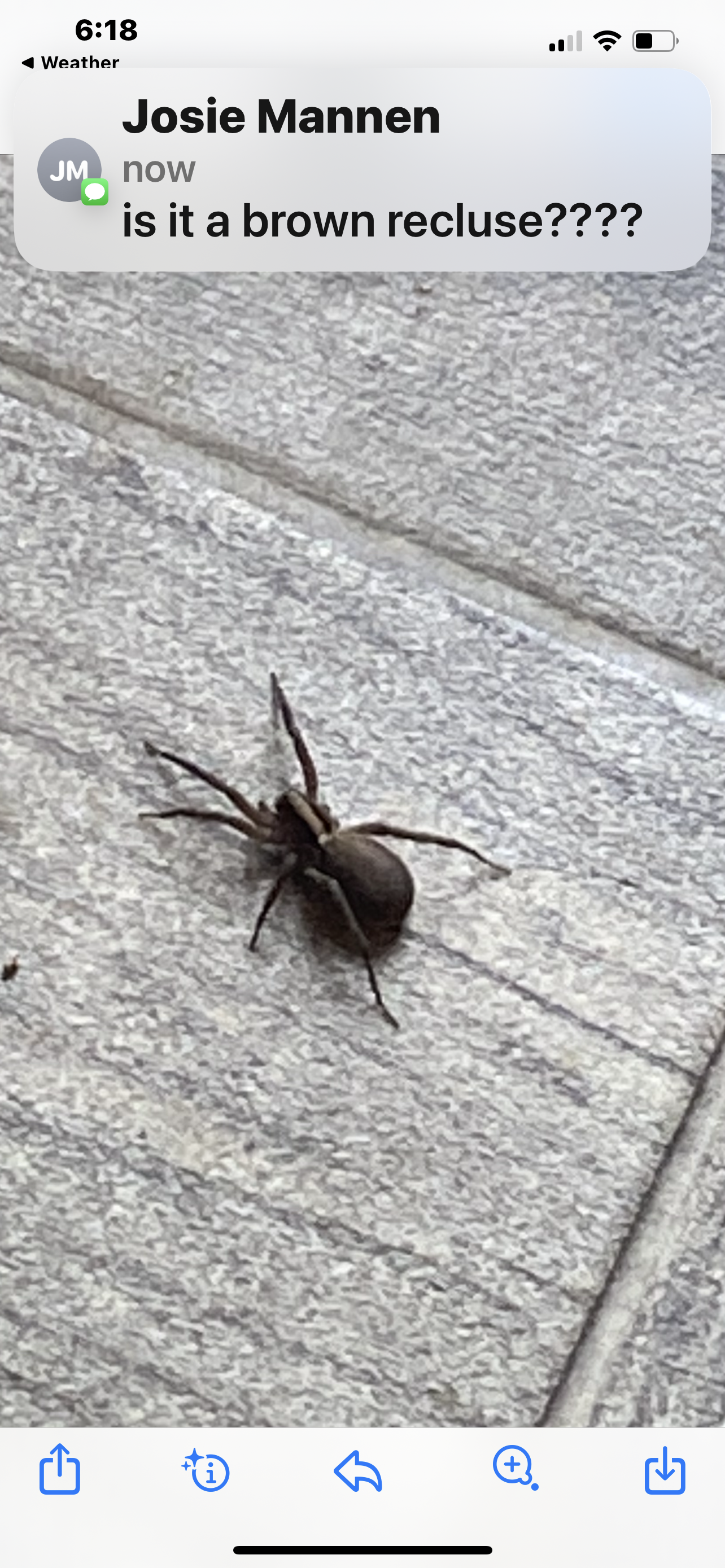 Herpyllus Ecclesiasticus - Eastern Parson Spider - USA Spiders