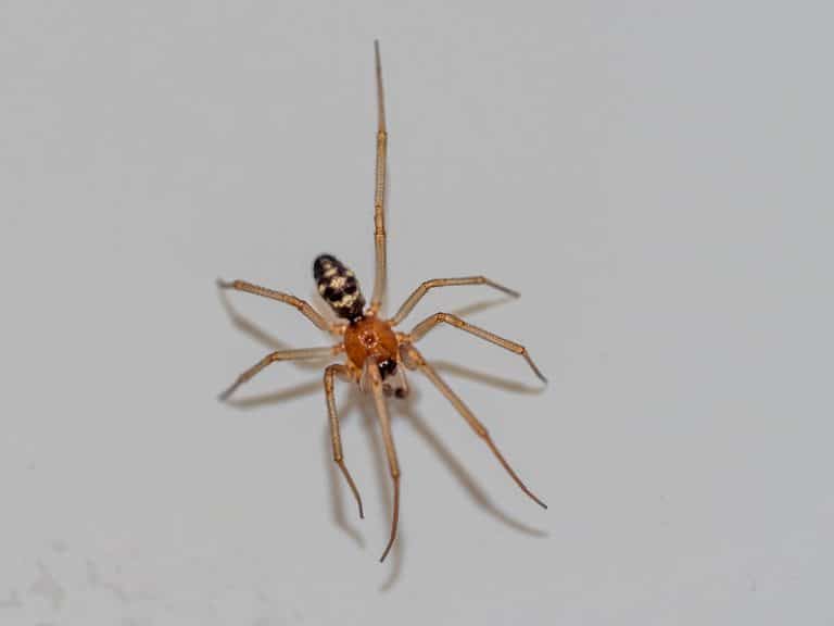 Steatoda Grossa - False Black Widow Spider - USA Spiders