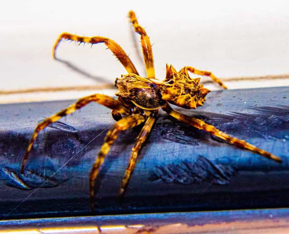 Acanthepeira Stellata - Starbellied Orb Weaver - USA Spiders