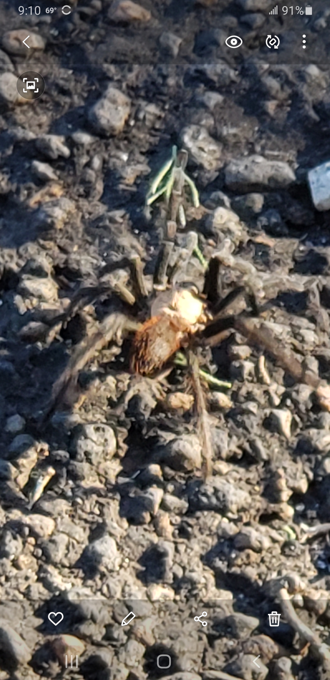 Aphonopelma Hentzi - Texas Brown Tarantula - USA Spiders
