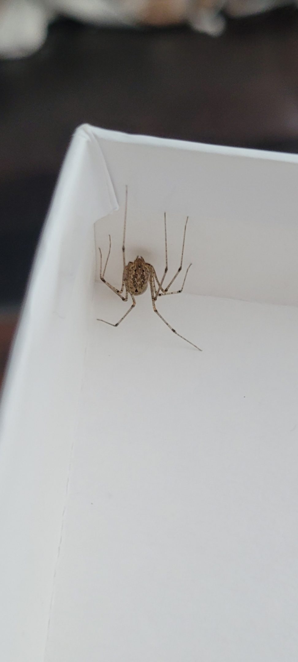 Scytodes Thoracica - Spitting Spider - USA Spiders
