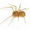 Scytodes Thoracica - Spitting Spider - USA Spiders