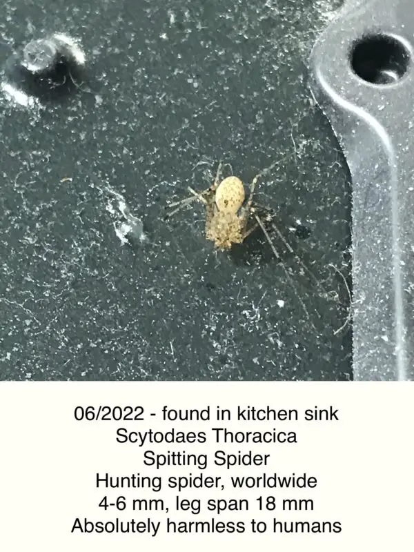 Scytodes Thoracica - Spitting Spider - USA Spiders