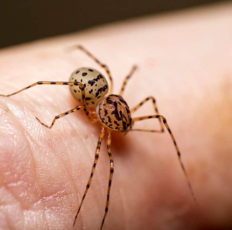 Scytodes Thoracica - Spitting Spider - USA Spiders