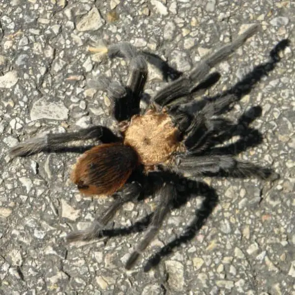 Spider Families in North America - USA Spiders