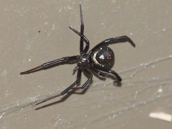 Latrodectus Hersperus - Western Black Widow - USA Spiders