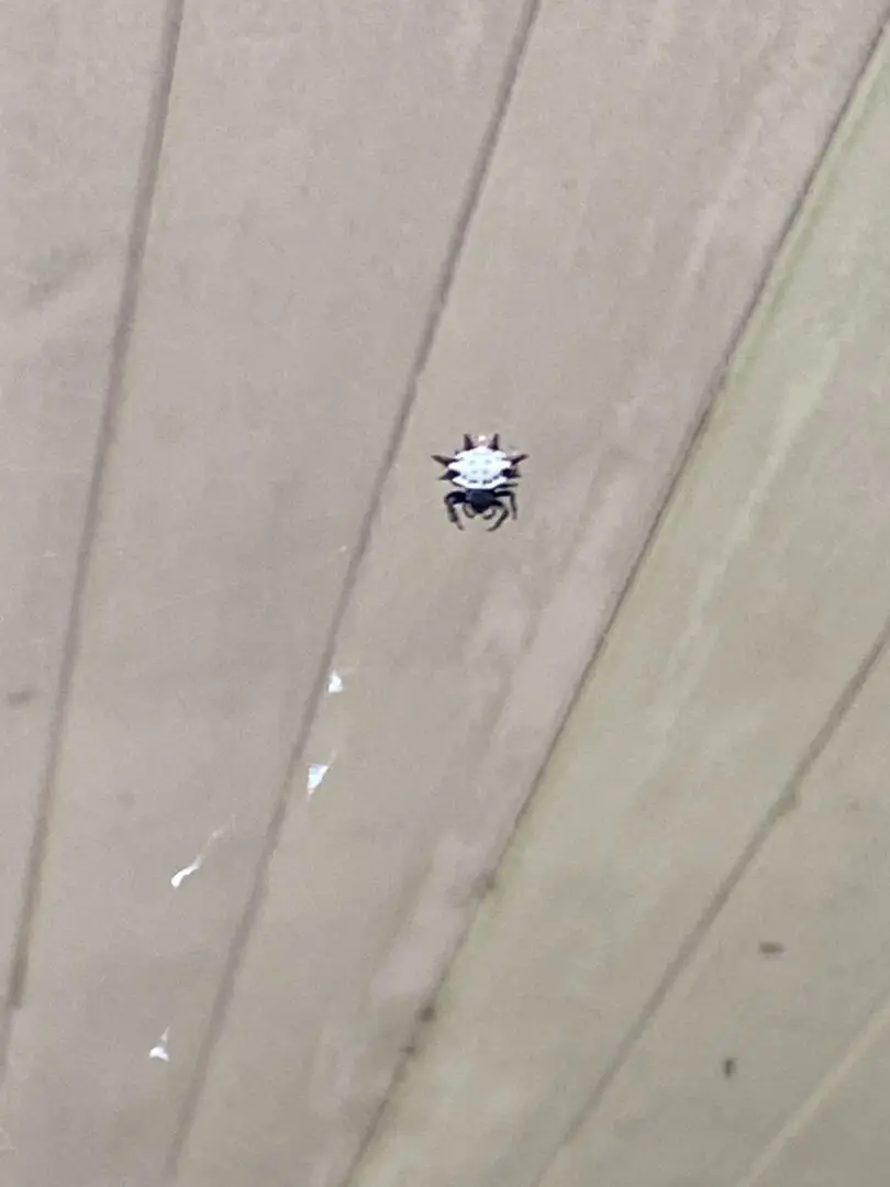 Gasteracantha Cancriformis - Spinybacked Orb Weaver - USA Spiders