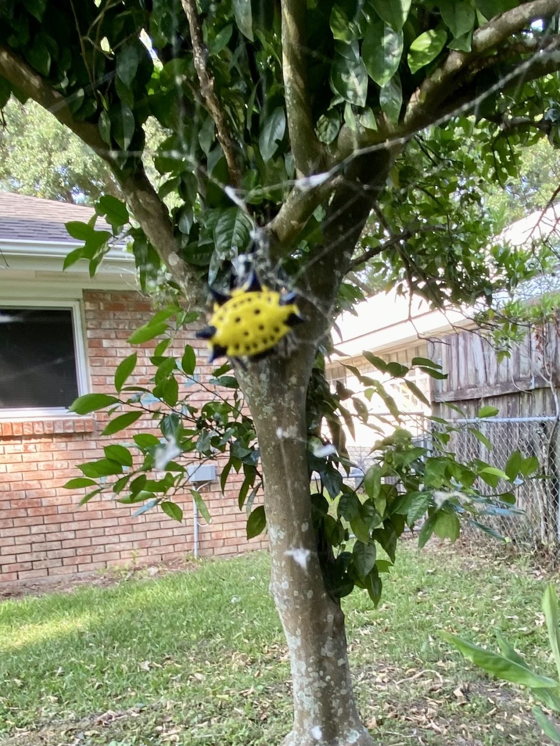 Gasteracantha Cancriformis - Spinybacked Orb Weaver - USA Spiders