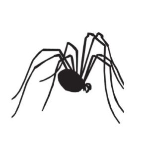 USA Spider Identification - USA Spiders