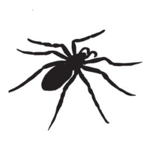 USA Spider Identification - USA Spiders