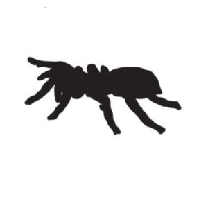 USA Spider Identification - USA Spiders