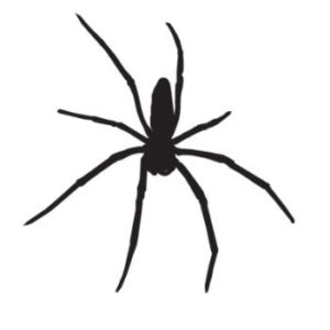 USA Spider Identification - USA Spiders