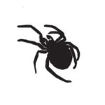 USA Spider Identification - USA Spiders