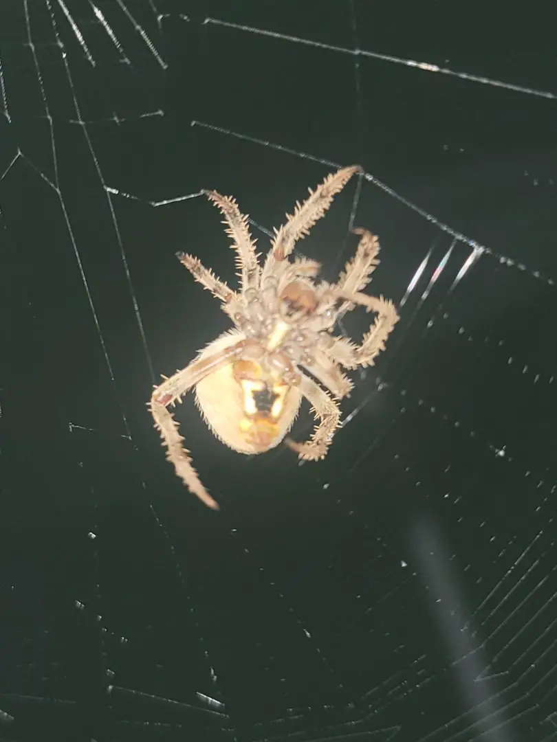 Tropical Orb Weaver – Eriophora Ravilla - USA Spiders