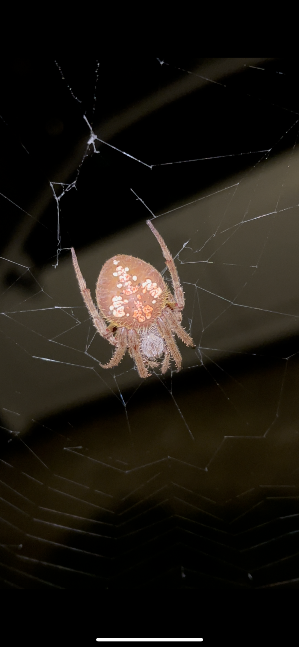 Tropical Orb Weaver – Eriophora Ravilla - USA Spiders