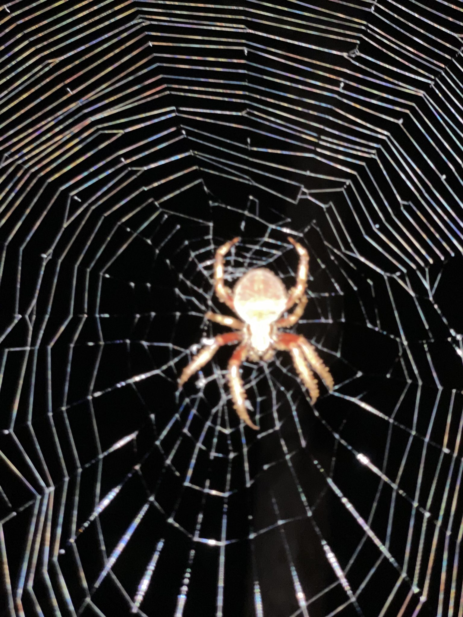 Tropical Orb Weaver – Eriophora Ravilla - USA Spiders