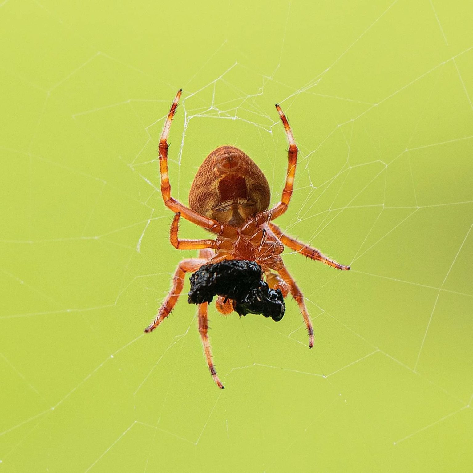 Tropical Orb Weaver – Eriophora Ravilla - USA Spiders