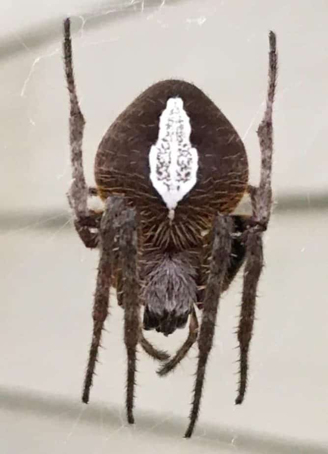 Tropical Orb Weaver – Eriophora Ravilla - USA Spiders